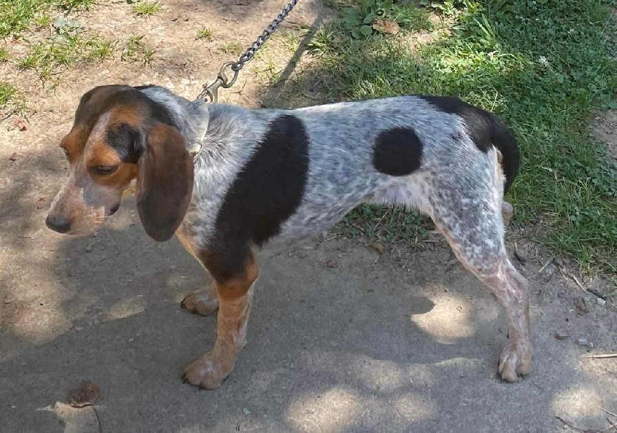 SHEPHERD'S BLUETICK BELLA